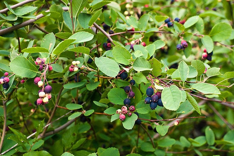 Hortiforum – Unlock your garden's potential