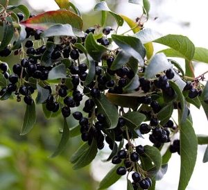 MAQUI – Hortiforum