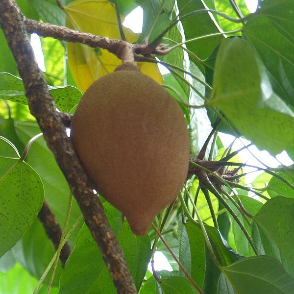 PANGIUM – Hortiforum