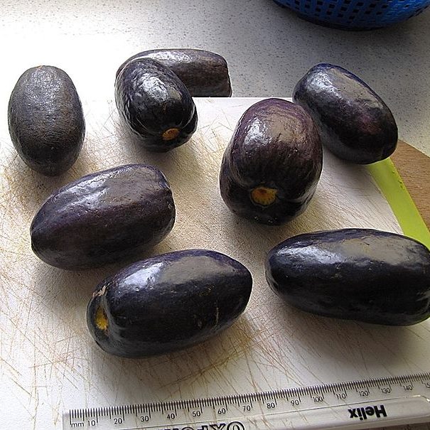 SAFOU – Hortiforum