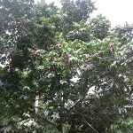 SAFOU – Hortiforum