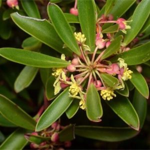 TASMANIAN PEPPERBERRY – Hortiforum