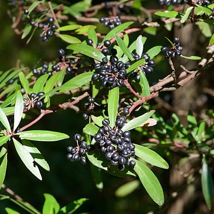 TASMANIAN PEPPERBERRY – Hortiforum