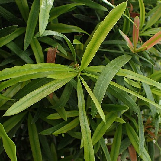 PLUM PINE – Hortiforum