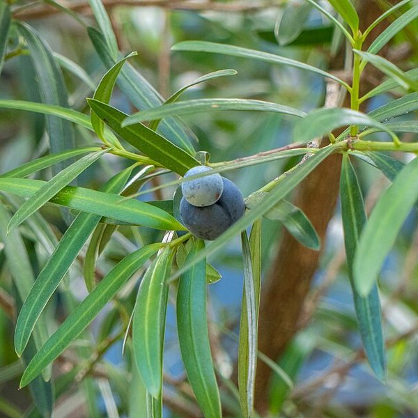 PLUM PINE – Hortiforum