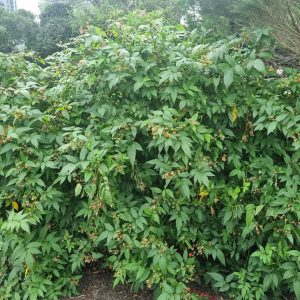 ATHERTON RASPBERRY – Hortiforum