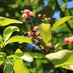 ORANGE BERRY – Hortiforum