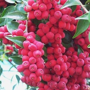 RIBERRY – Hortiforum