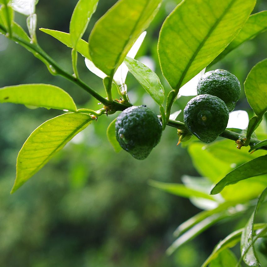 SUDACHI – Hortiforum