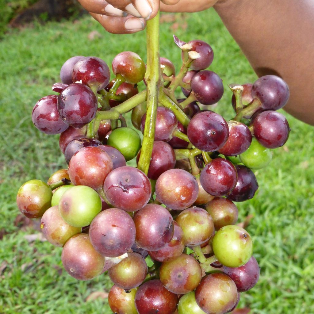 AMAZON TREE GRAPE – Hortiforum