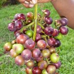 AMAZON TREE GRAPE – Hortiforum