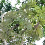 AMAZON TREE GRAPE – Hortiforum