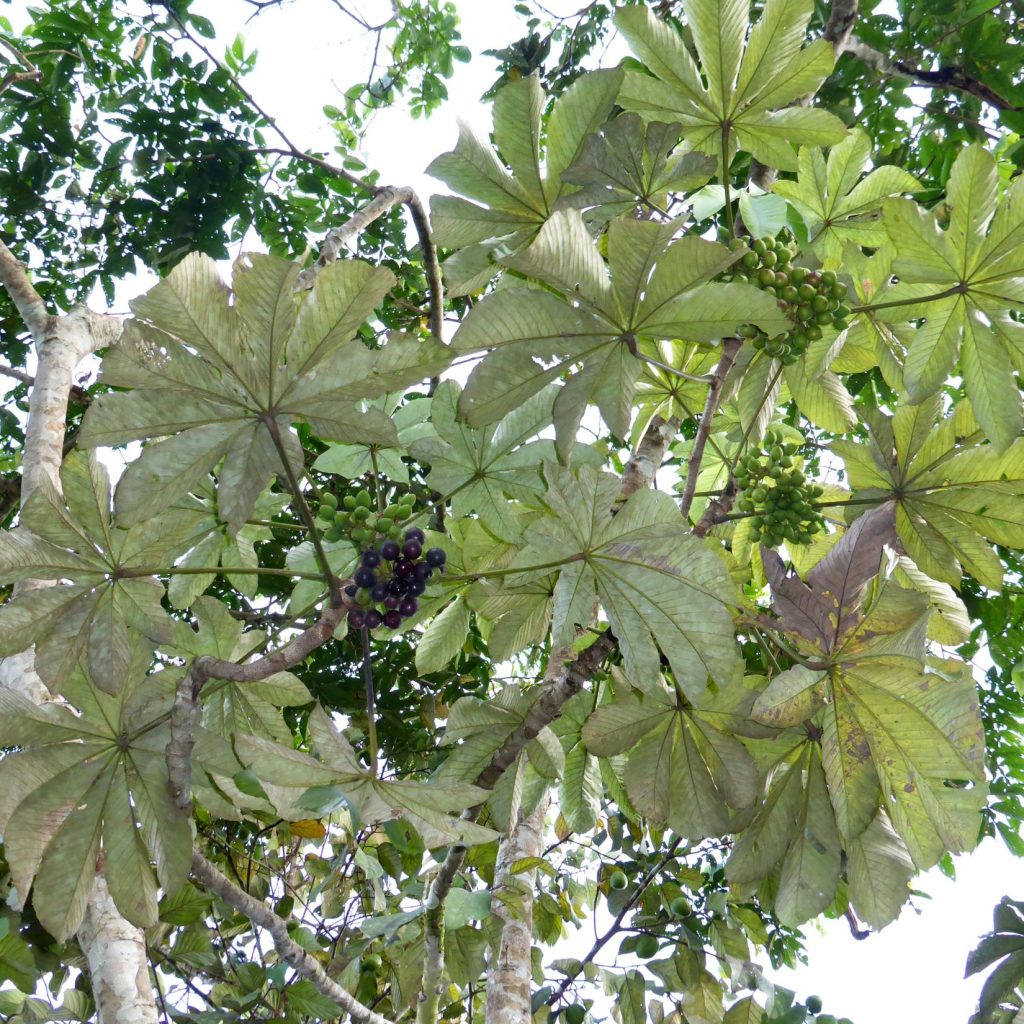 AMAZON TREE GRAPE – Hortiforum