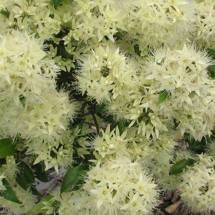 ANISEED MYRTLE – Hortiforum