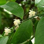 BOLWARRA – Hortiforum