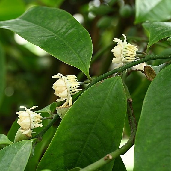 BOLWARRA – Hortiforum