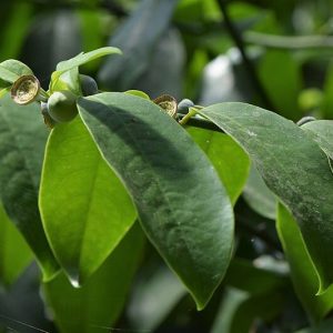 BOLWARRA – Hortiforum