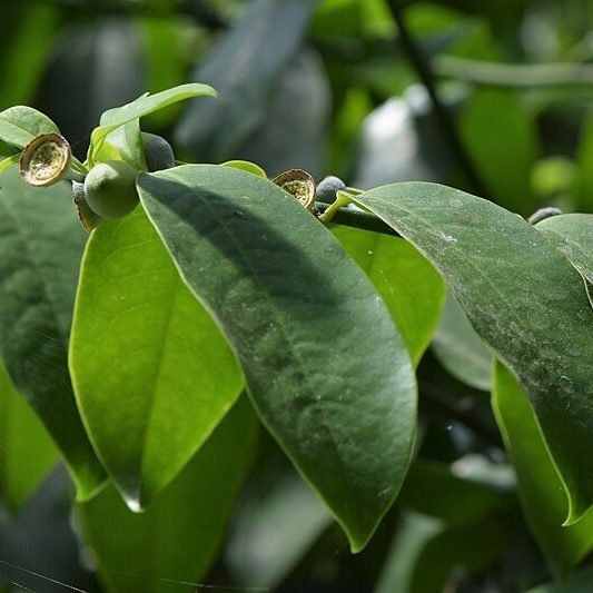 BOLWARRA – Hortiforum