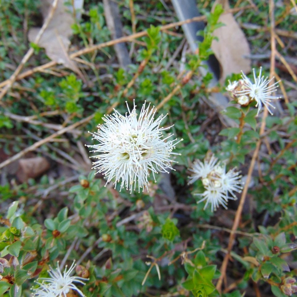 MUNTRIES – Hortiforum