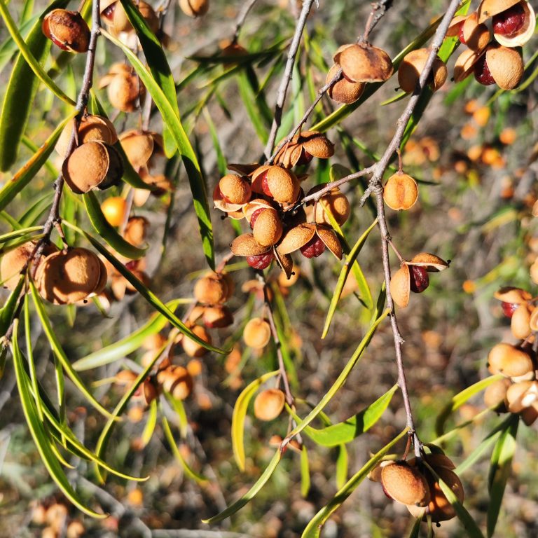 GUMBI GUMBI – Hortiforum