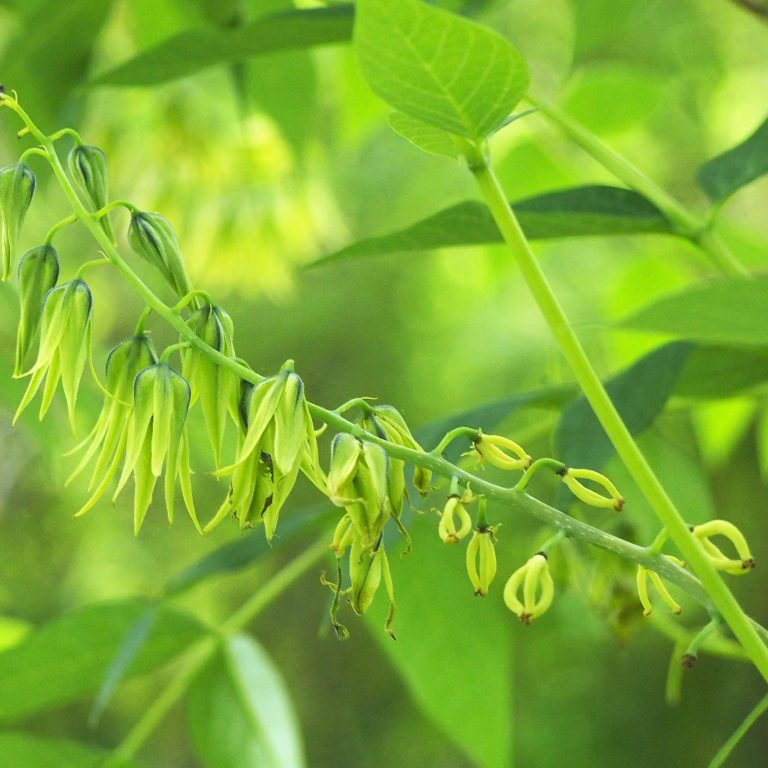 BLUE SAUSAGE TREE – Hortiforum