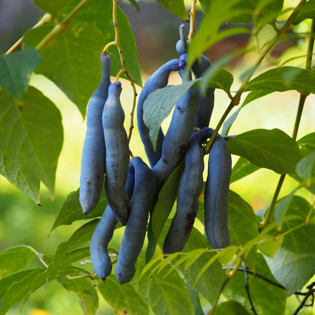 BLUE SAUSAGE TREE – Hortiforum