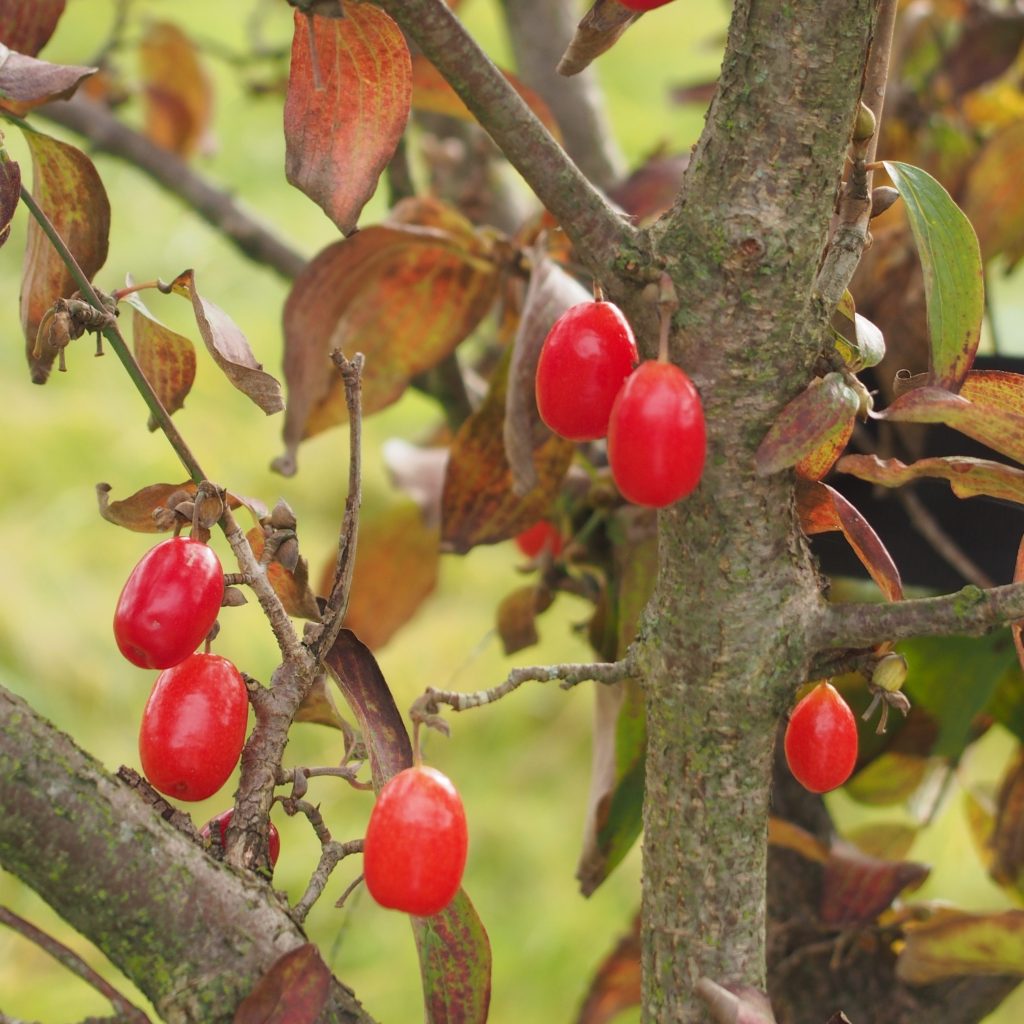 CORNEL – Hortiforum