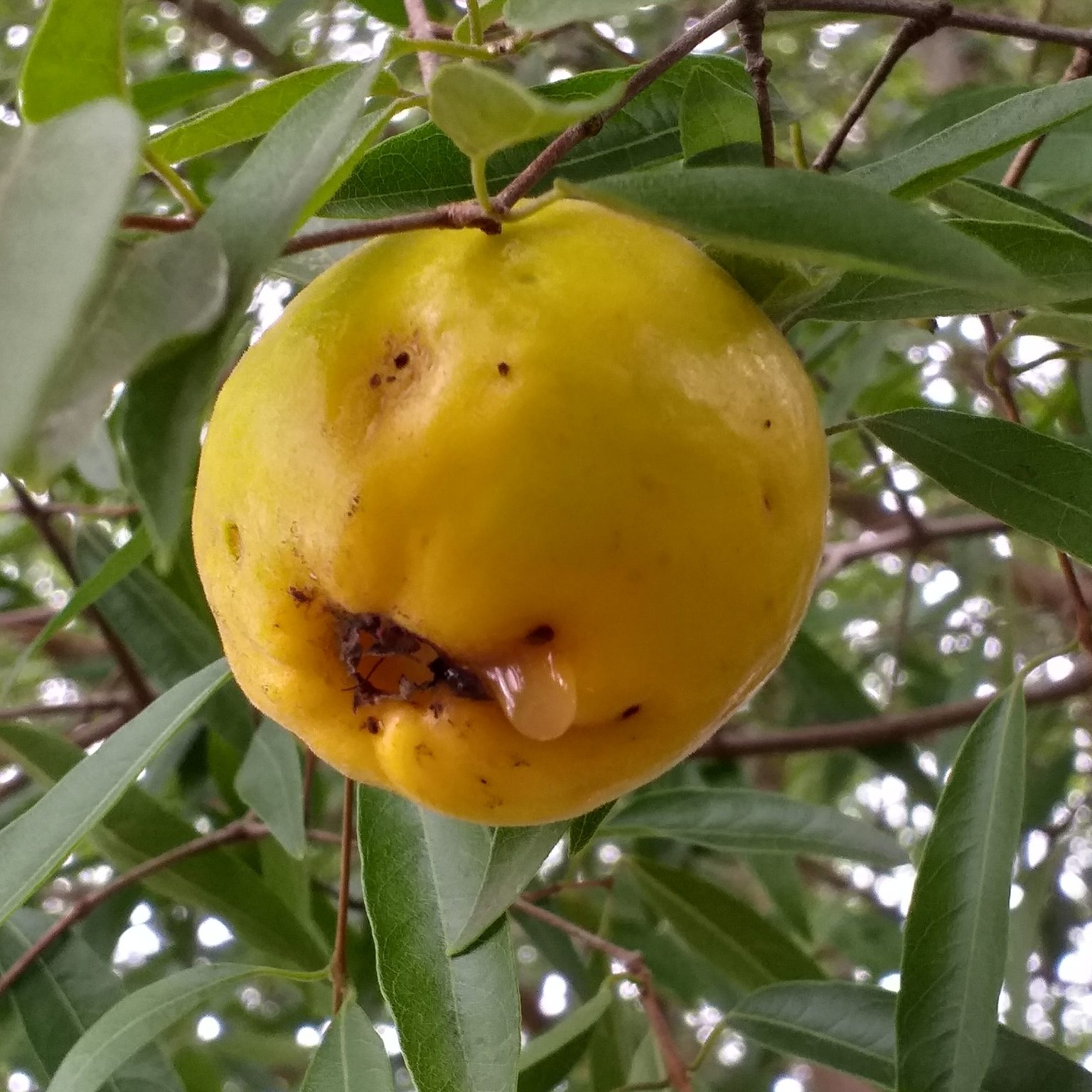 UBAJAY – Hortiforum