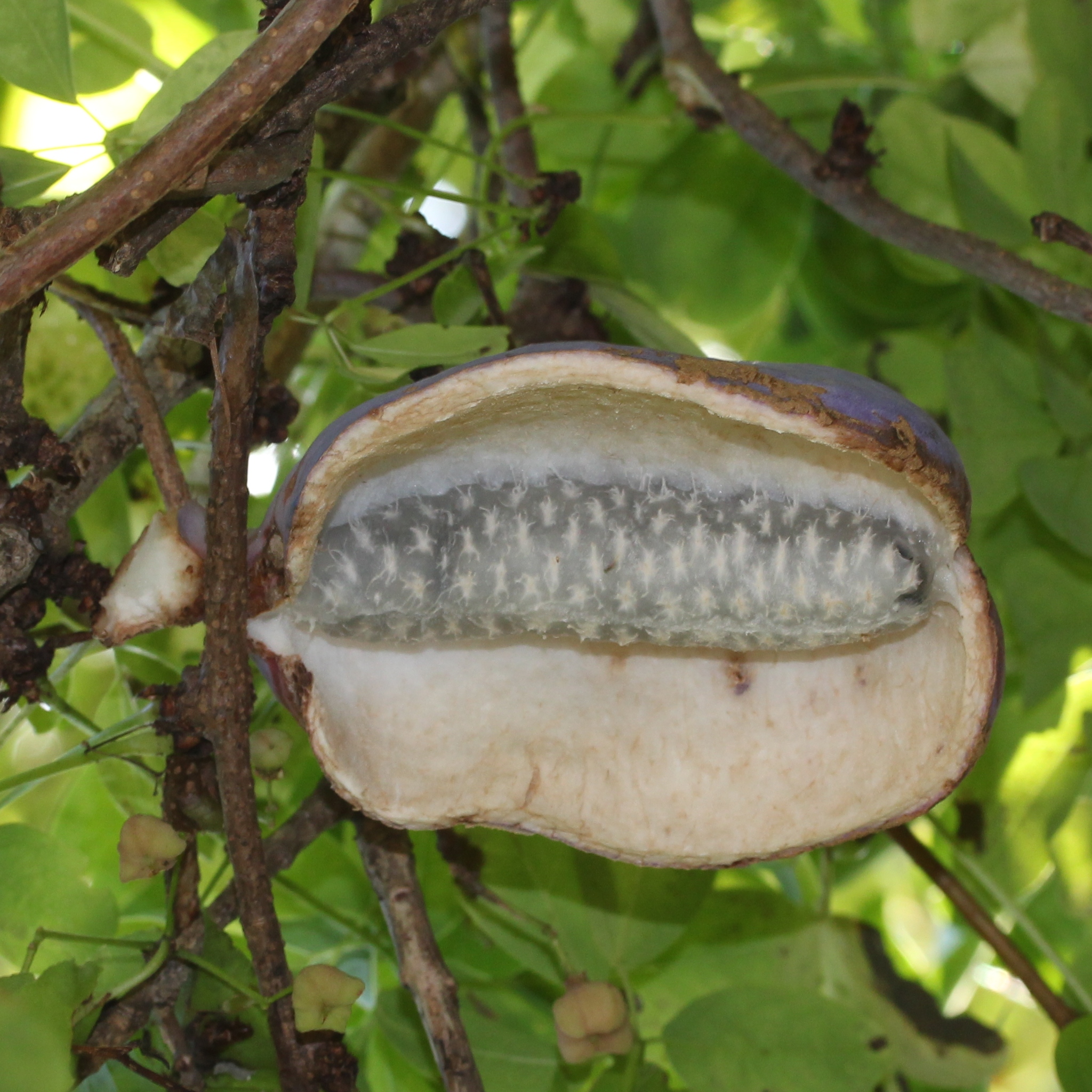 AKEBIA – Hortiforum