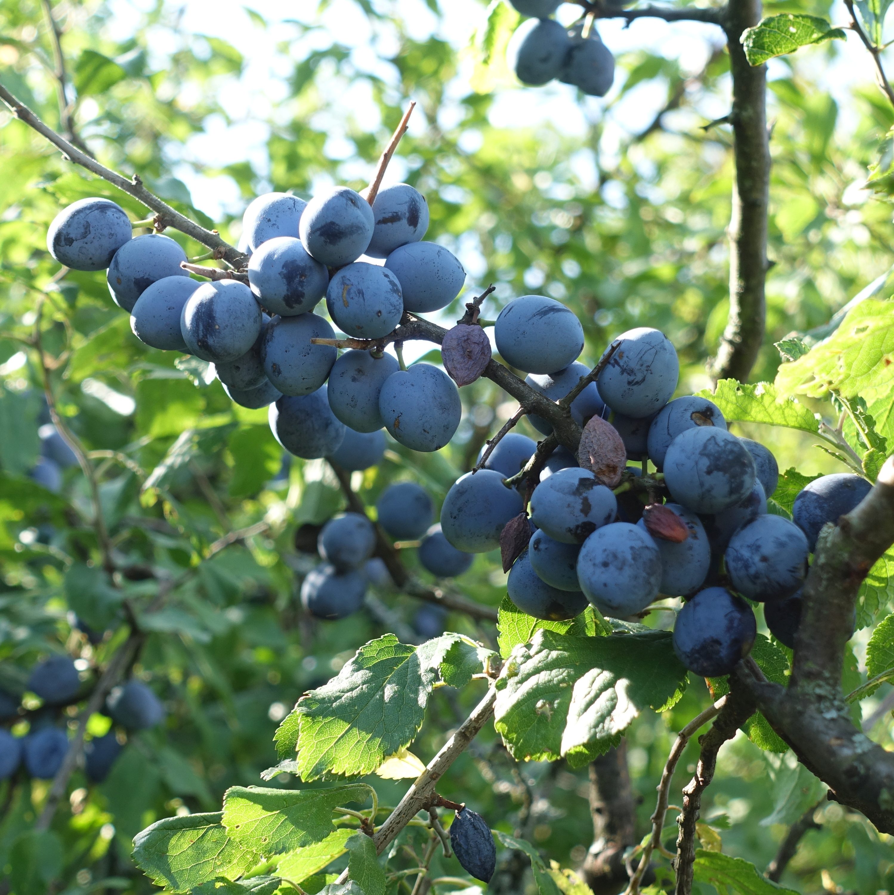SLOE – Hortiforum