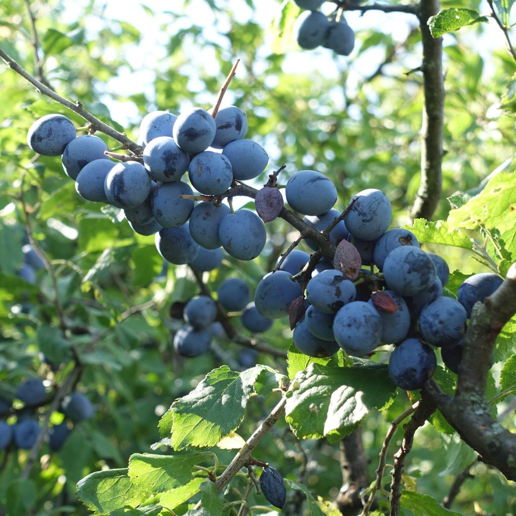 SLOE – Hortiforum