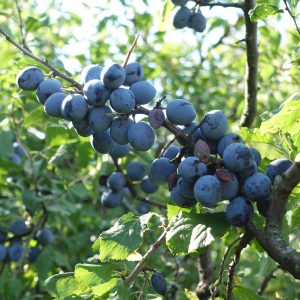 SLOE – Hortiforum
