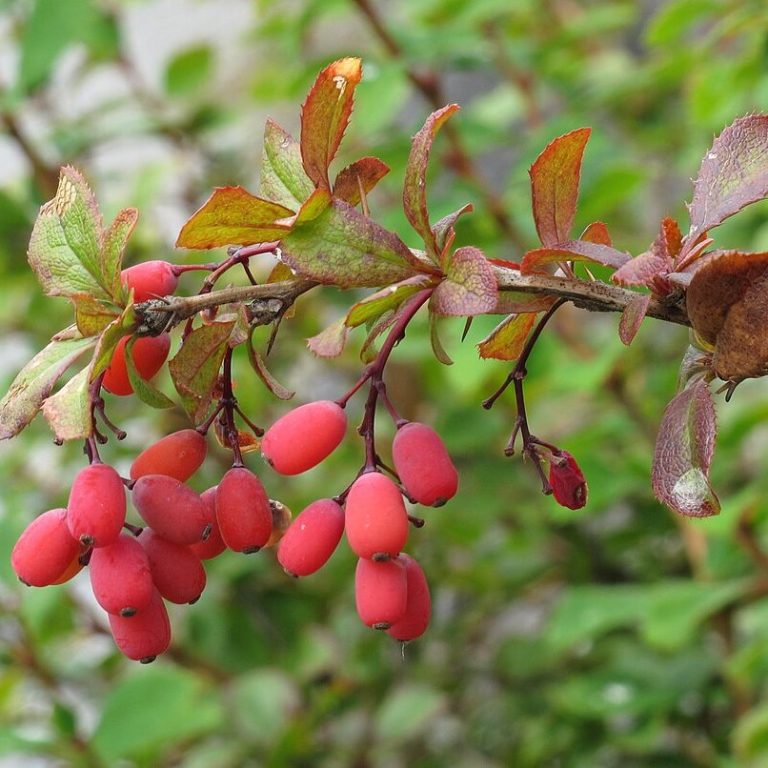 BARBERRY – Hortiforum