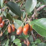 CAQUI – Hortiforum