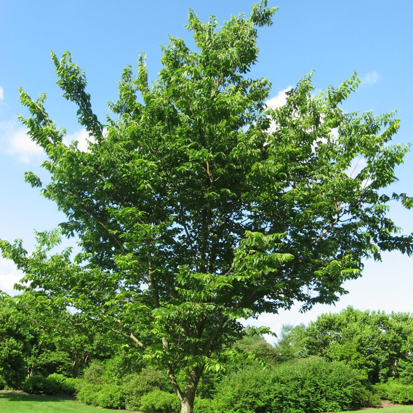 HACKBERRY – Hortiforum