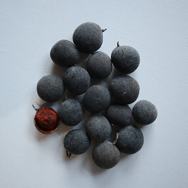 VELVET TAMARIND – Hortiforum