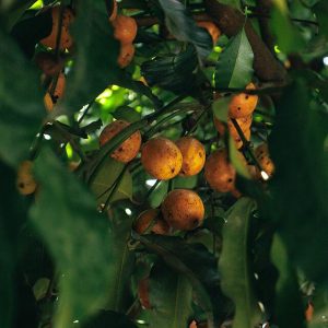 ACHACHA – Hortiforum