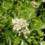 CHINESE HAWTHORN – Hortiforum