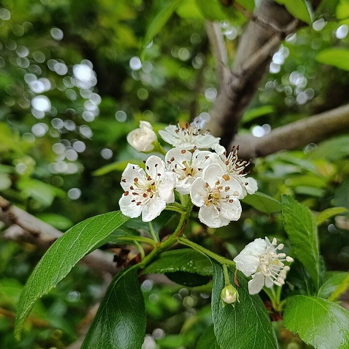 MEXICAN HAWTHORN – Hortiforum