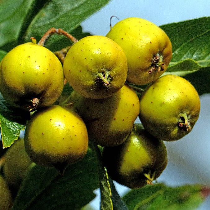 MEXICAN HAWTHORN – Hortiforum