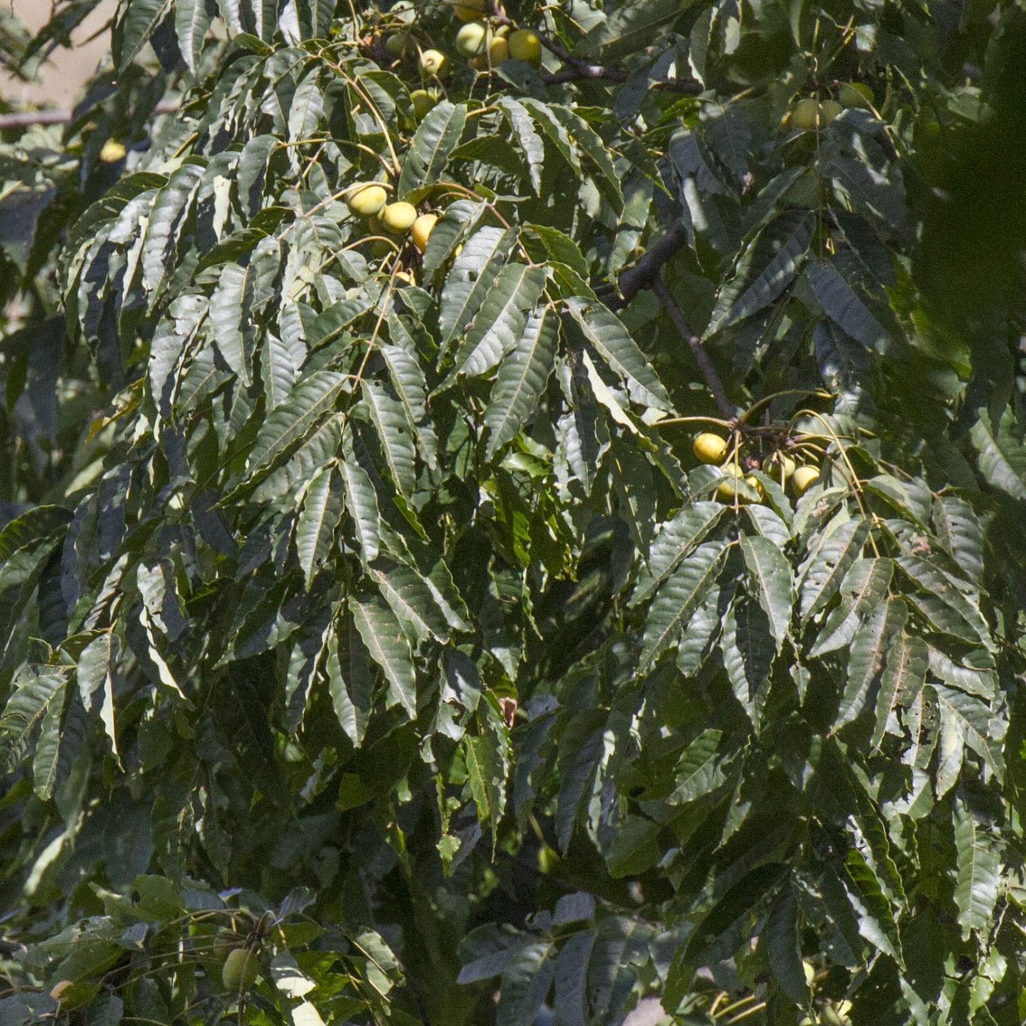 NEPALI HOG PLUM – Hortiforum