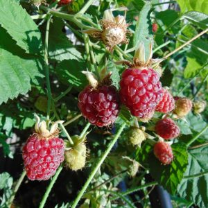 YOUNGBERRY – Hortiforum