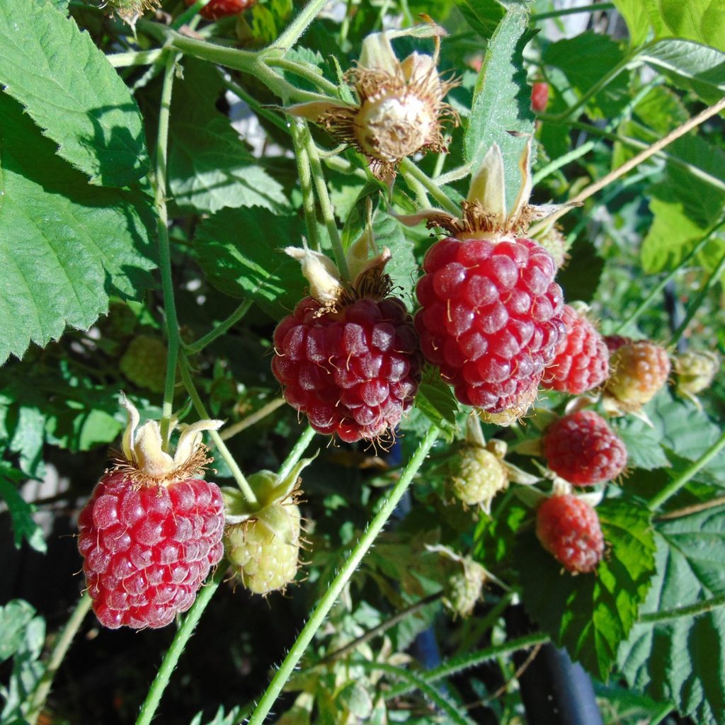 YOUNGBERRY – Hortiforum